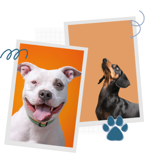 Pet History Form | Kingsport Veterinary Hospital